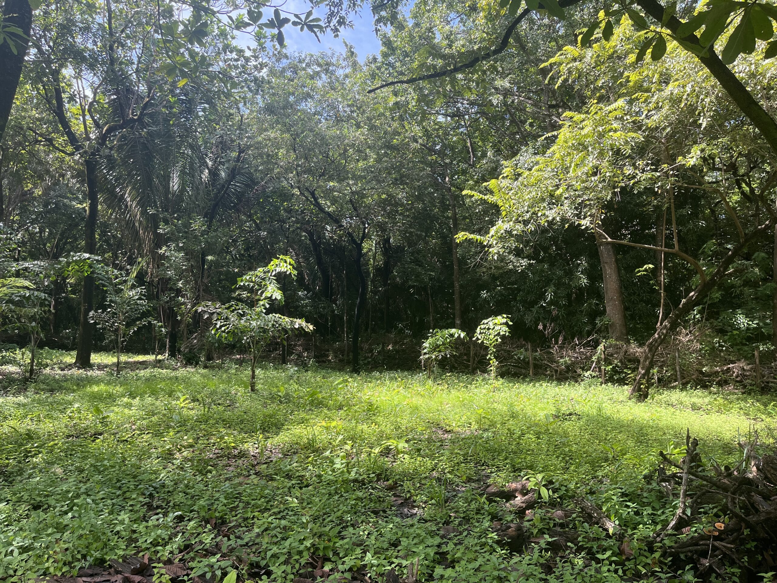 Flat Lot in Prime North Guiones - SOLD - Nosara Real Estate